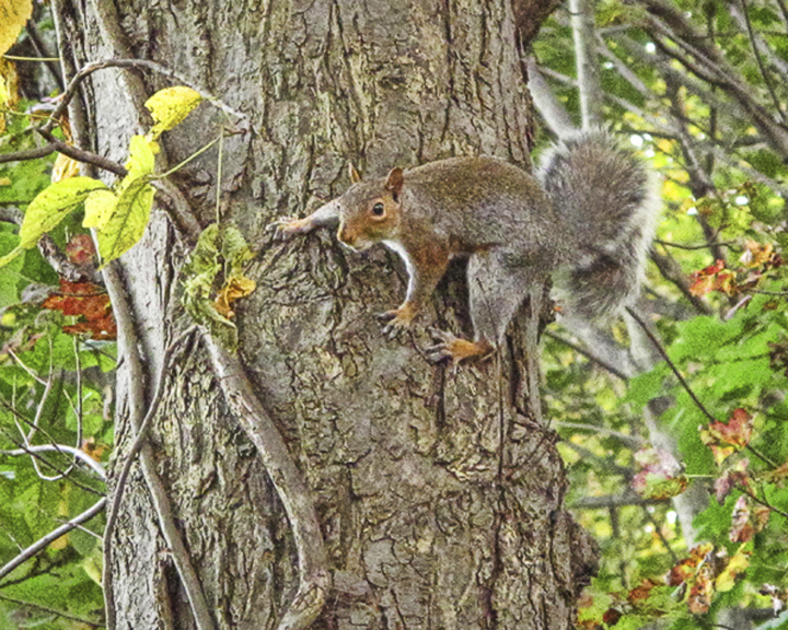 Barking Squirrel Note Cards | Golden Memories Studio, Inc.